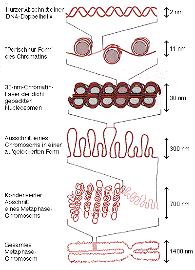 Die Sekundärstruktur In Zellen existiert ein DNA-Einzelstra ...