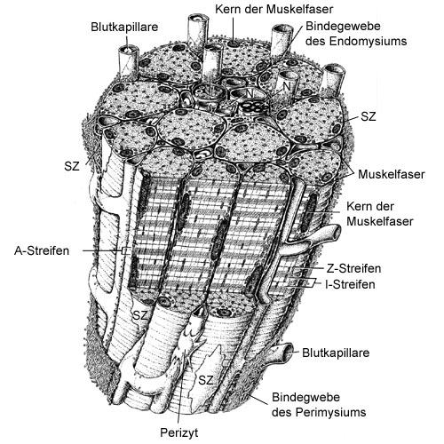Bindegewebe Diagramm